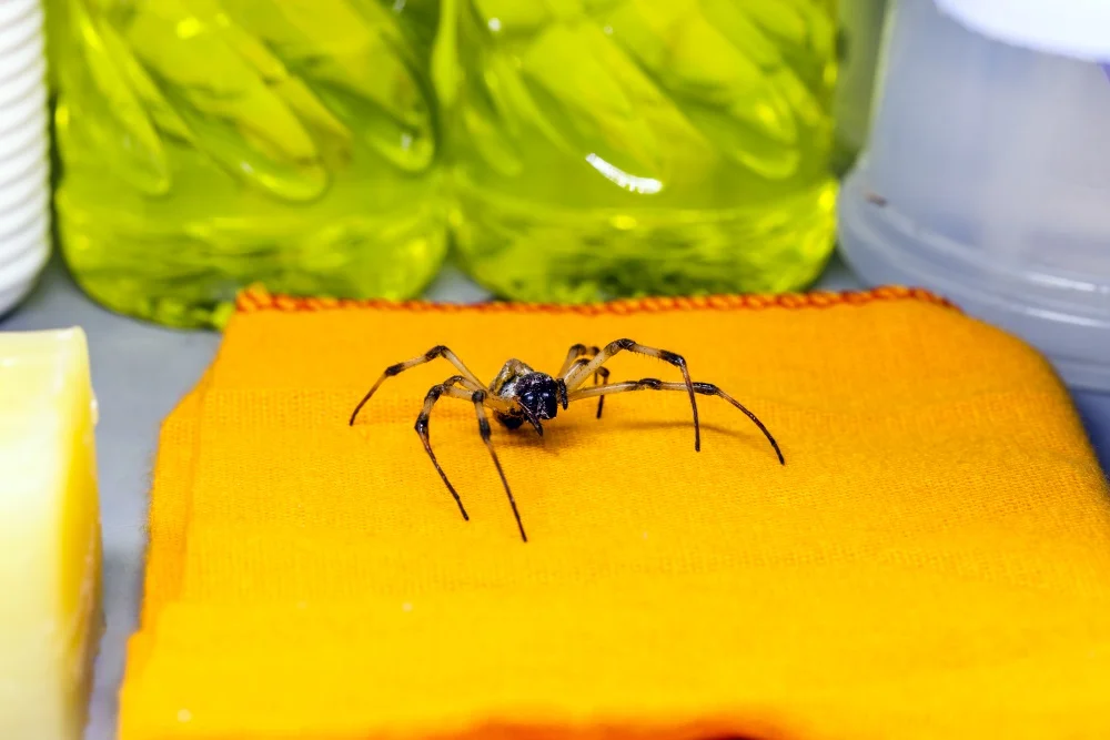 Top Rated Spider Control Services In Toronto GTA | AR Pest